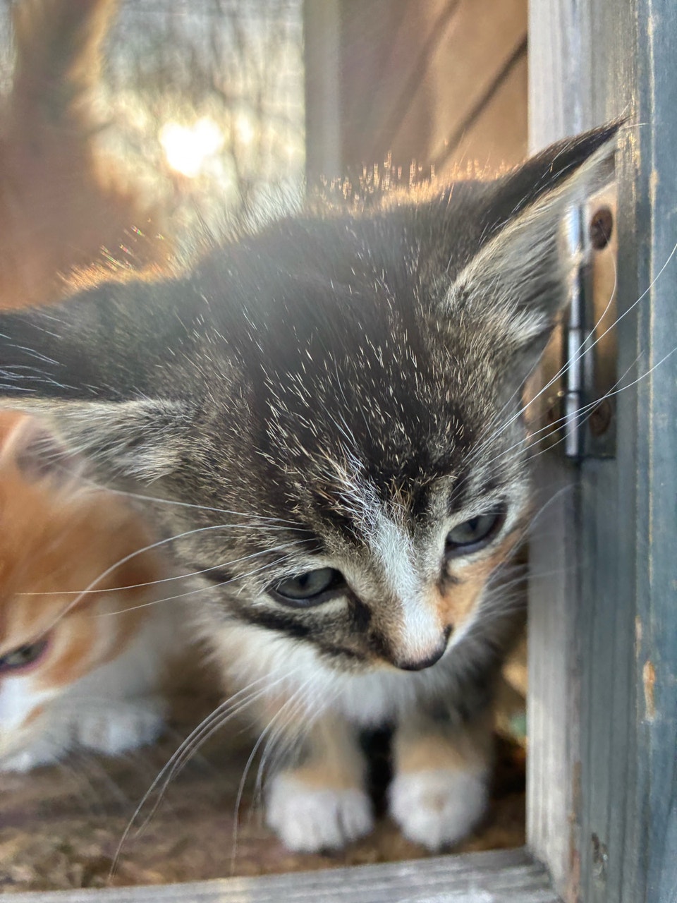 kitten needing a home -pending sale- | Cats & Kittens for Rehoming ...