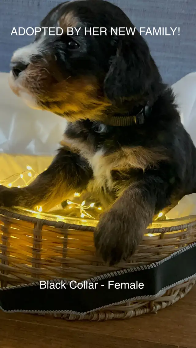 Beautiful F1 Standard Bernedoodles - Going Quickly! | Dogs & Puppies ...