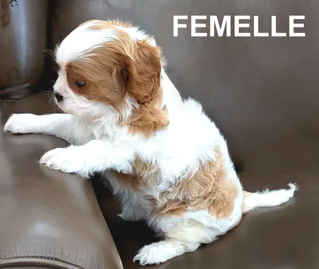 CAVALIER KING CHARLES - FEMELLE - Chiot | Dogs & Puppies for Rehoming ...