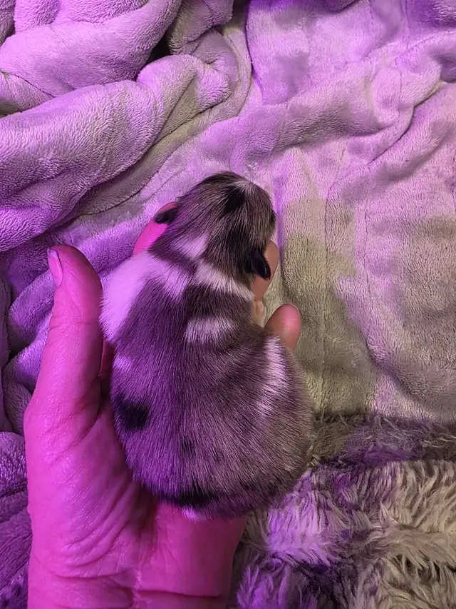 1 Blue eye and 1 brown eye purebred parti merle pomeranian puppy | Dogs ...