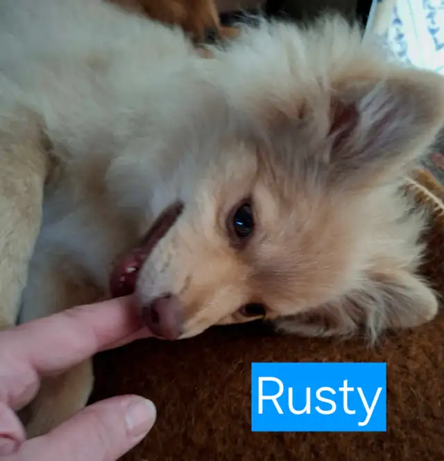 4 Adopted! Rare 5 mth Mini & Micro Pomsky Pups - Fully Trained | Dogs ...