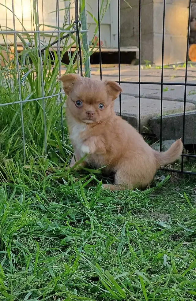 long hair Chihuahua puppies | Dogs & Puppies for Rehoming | Kingston ...