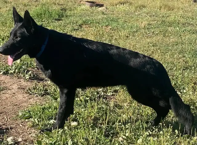 CKC reg German Shepherd puppies for sale | Dogs & Puppies for Rehoming ...