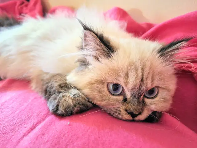 Authentic Blue Lynx Point Persian Ragdoll Lap Kitten | Cats & Kittens ...
