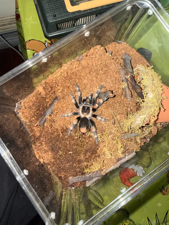 Brachypelma Auratum Tarantula’s | Reptiles & Amphibians for Rehoming ...