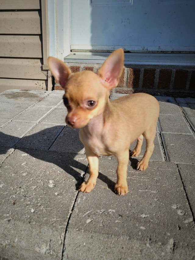 MINI CHIHUAHUA PUR RACE !! | Dogs & Puppies for Rehoming | Ottawa | Kijiji
