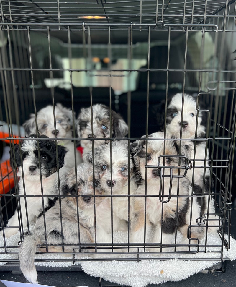Aussiedoodle (F1) Waitlist Open - Due June | Dogs & Puppies for ...
