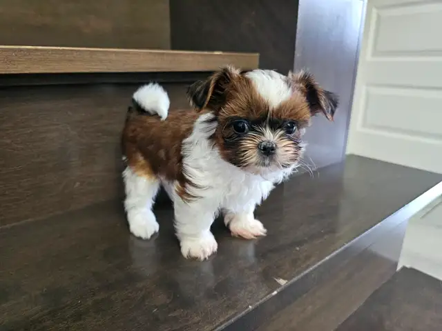 Annonce de Vente de Chiots Shih Tzu Impériaux | Dogs & Puppies for ...