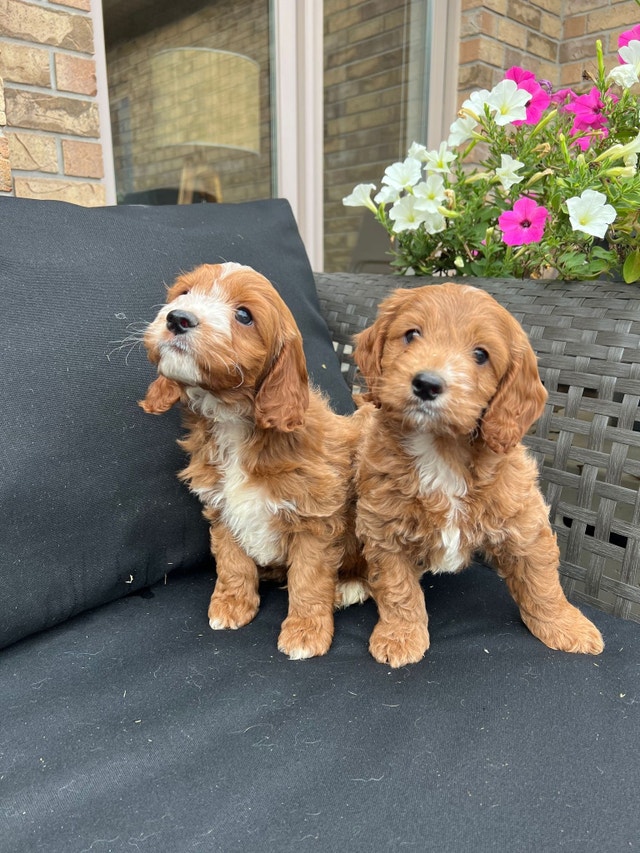 Miniature Cockapoo Puppies | Dogs & Puppies for Rehoming | London | Kijiji