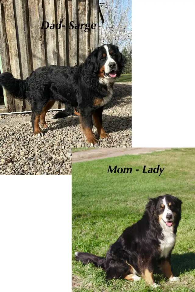 Bernese Mountain Puppies | Dogs & Puppies for Rehoming | Calgary | Free ...