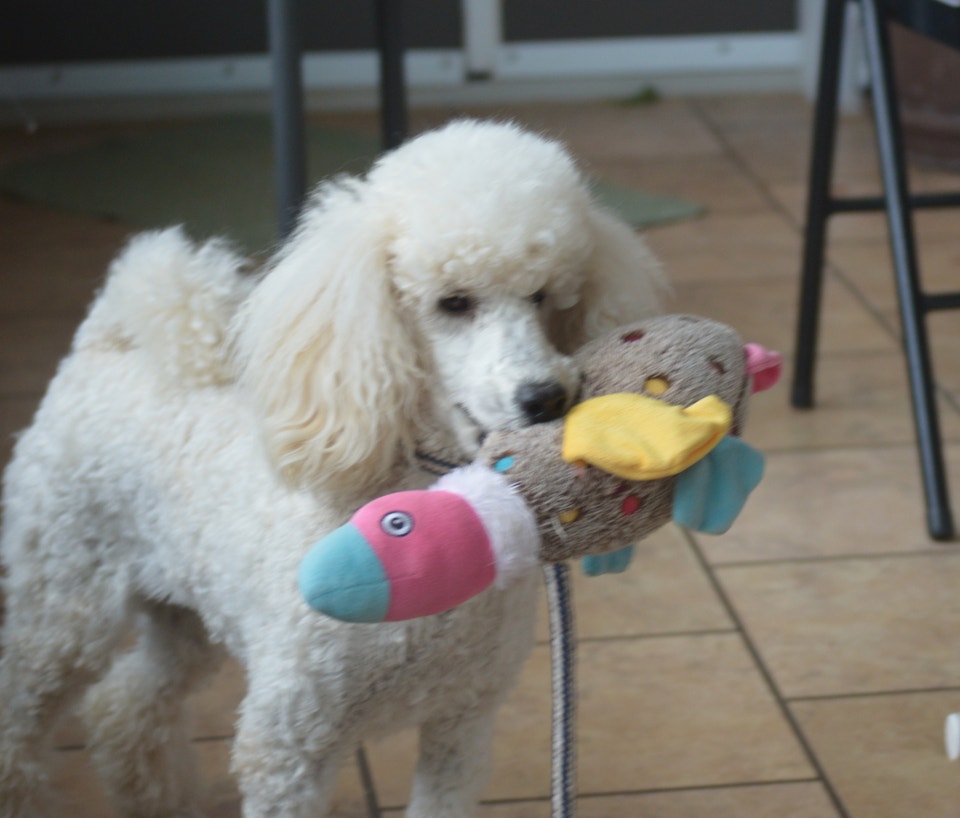 QUALITY MINIATURE REG'D POODLE | Dogs & Puppies for Rehoming | Bedford ...
