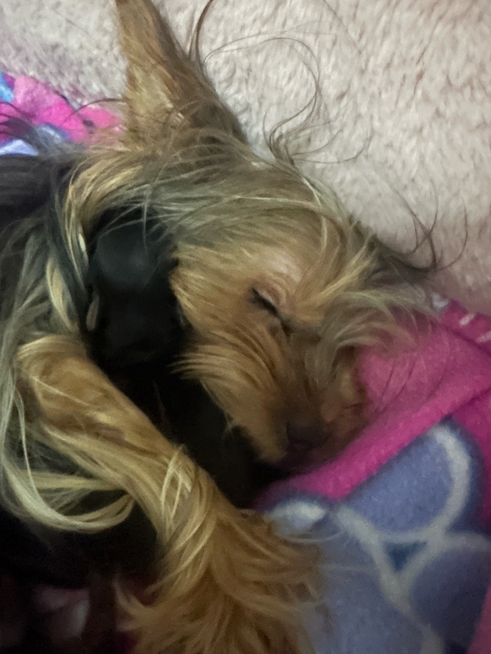 Mini/Toy Yorkshire Terrier | Dogs & Puppies for Rehoming | West Island ...
