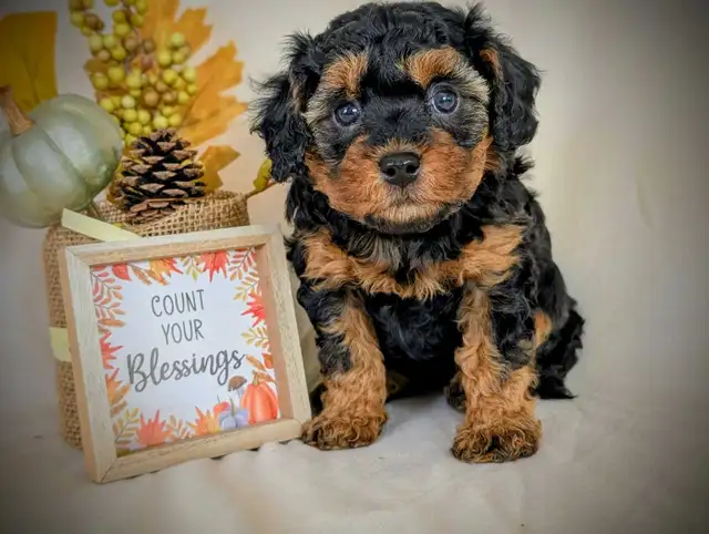 MINI F1B Cavapoo Puppy (health tested parents) | Dogs & Puppies for ...