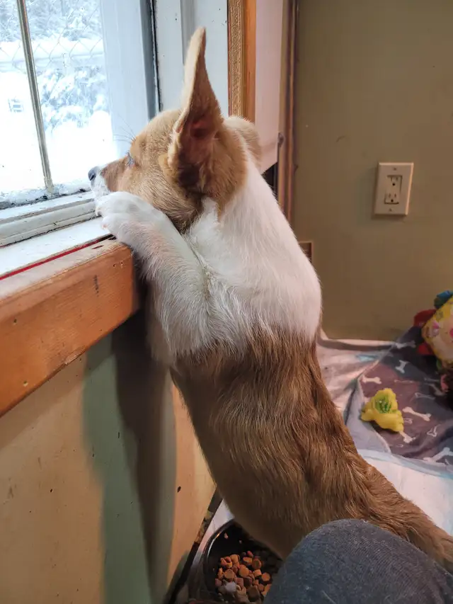 Adorable Corgi puppy | Dogs & Puppies for Rehoming | Edmonton | Free ...