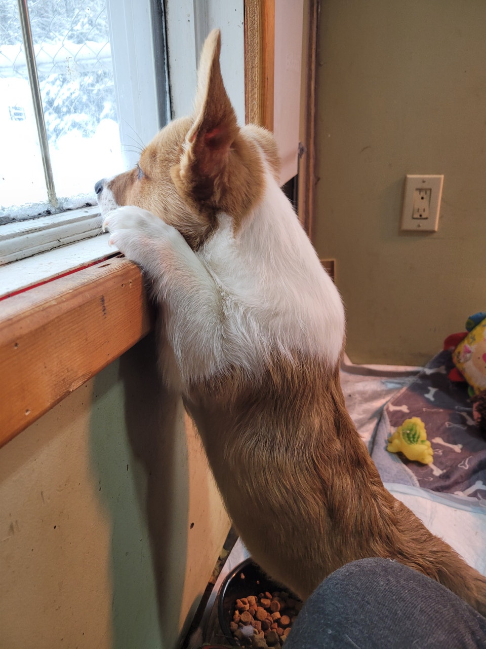 Adorable Corgi puppy | Dogs & Puppies for Rehoming | Edmonton | Free ...