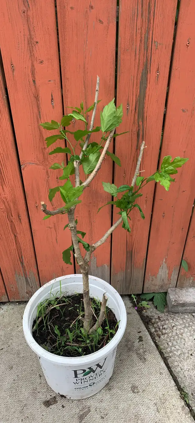 Rose of Sharon (Pink with Red Center) | Plants, Fertilizer & Soil ...