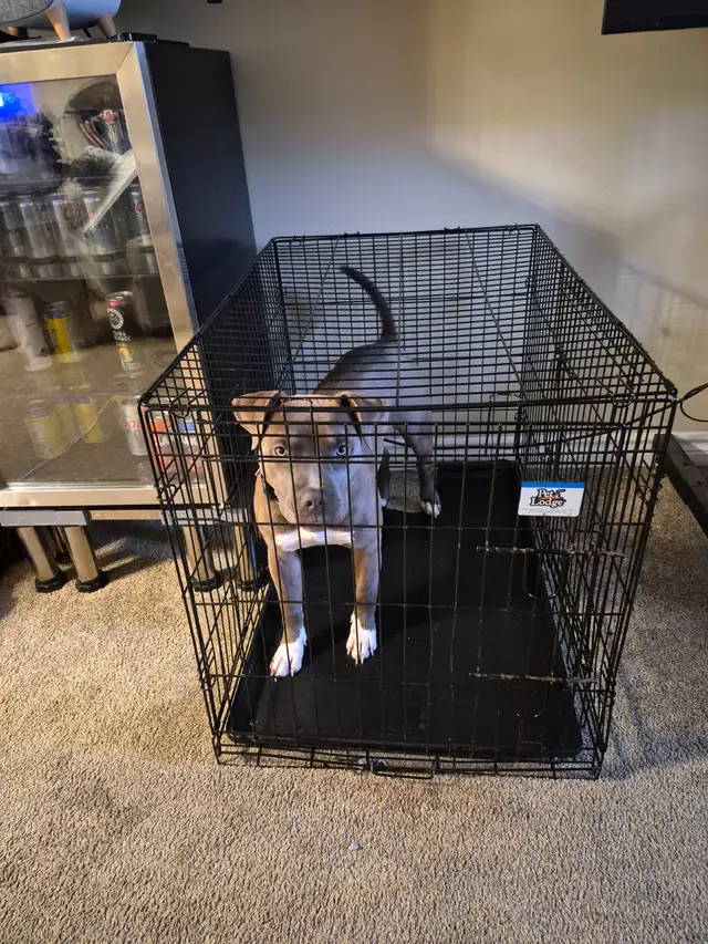 American bulldog | Dogs & Puppies for Rehoming | London | Free local ...