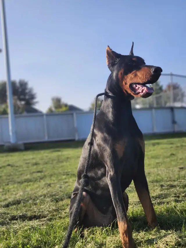 Doberman Puppies Available | Dogs & Puppies for Rehoming | Longueuil ...