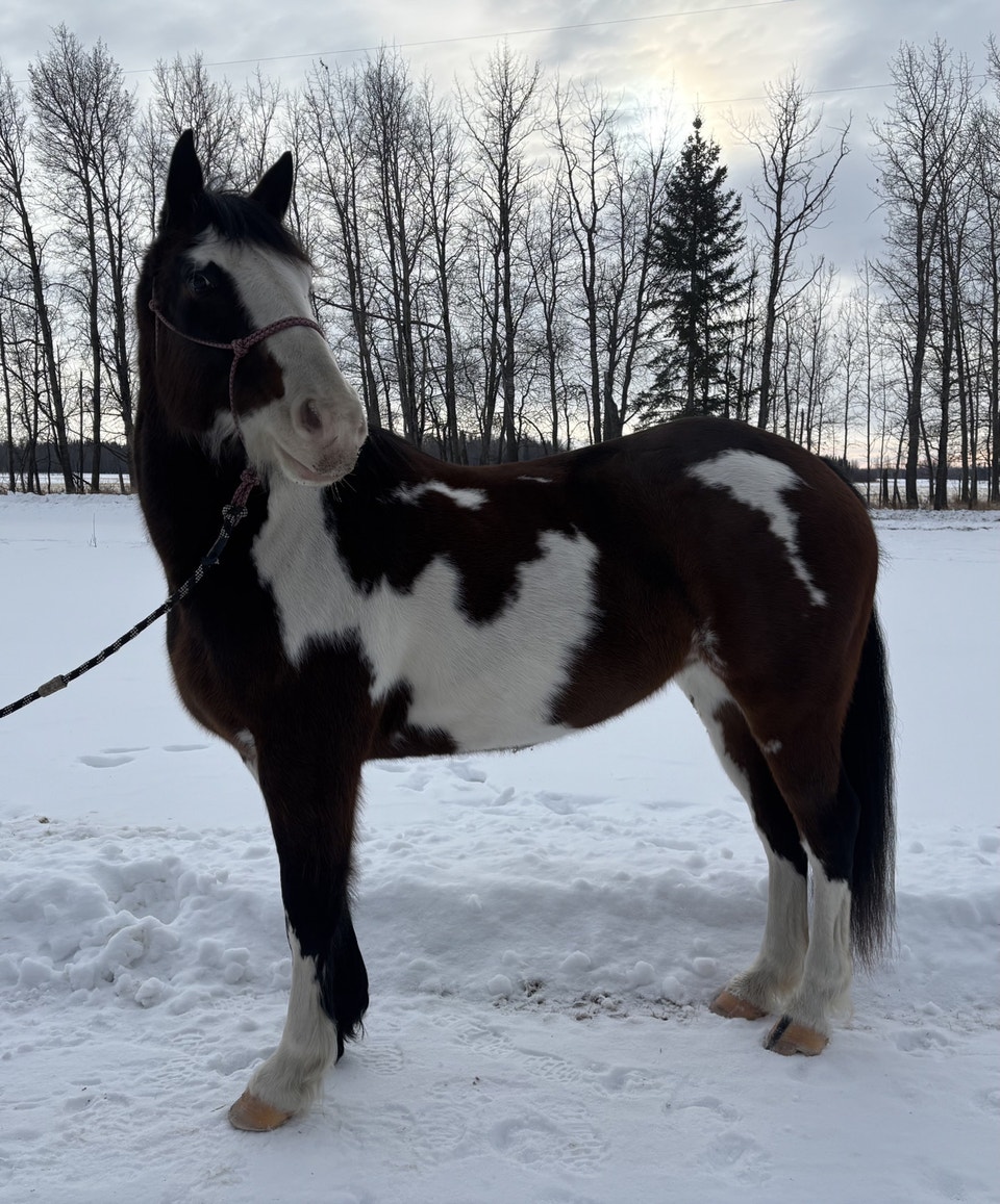 7 Year Old Draft X Project | Horses & Ponies for Rehoming | Edmonton ...