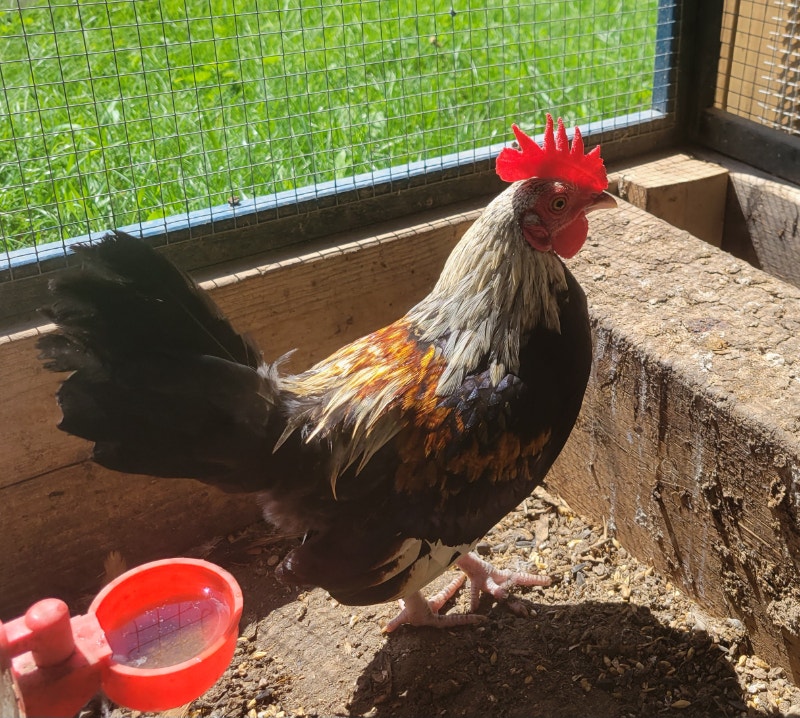 A pair of small Bentam - Benty Chicken | Livestock | Windsor Region ...