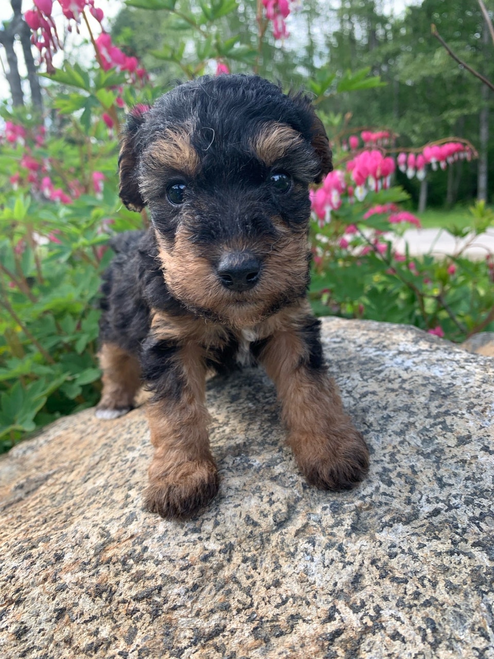Foxypoo (fox terrier x poodle) | Dogs & Puppies for Rehoming | Gatineau ...