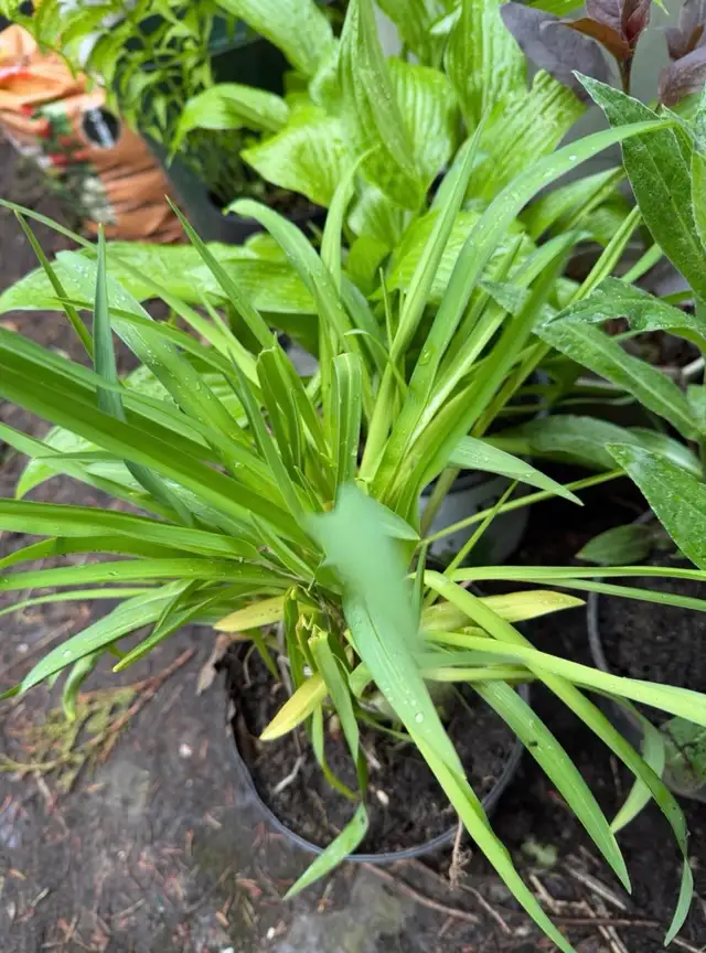 Stella De’oro Plants Proceeds BrightRun Breast Cancer Research | Plants ...