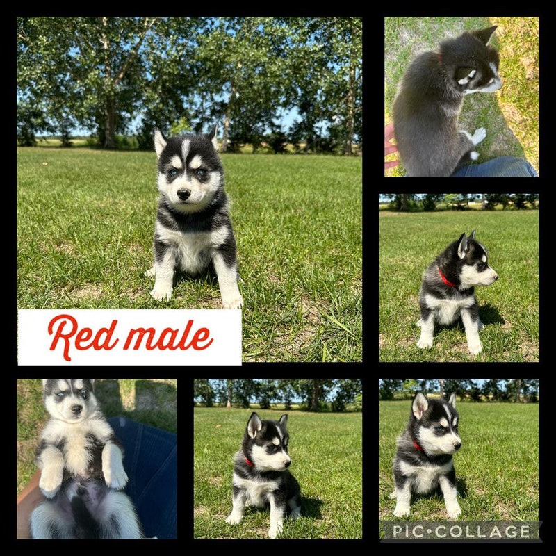 Beautiful Pomsky Puppies Looking For A New Home! | Dogs & Puppies for ...