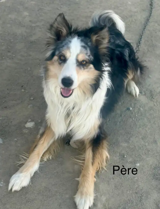 Chiots border collies | Dogs & Puppies for Rehoming | Lac-Saint-Jean ...