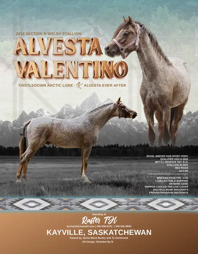 Alvesta Valentino- Section B Welsh Stallion | Horses & Ponies for ...