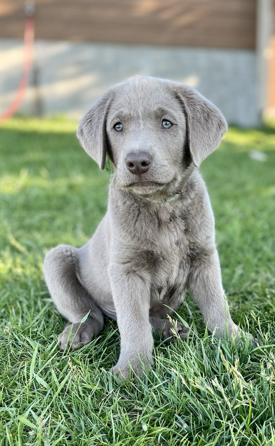 Silver, Chocolate, and Black Purebred Lab Puppies | Dogs & Puppies for ...