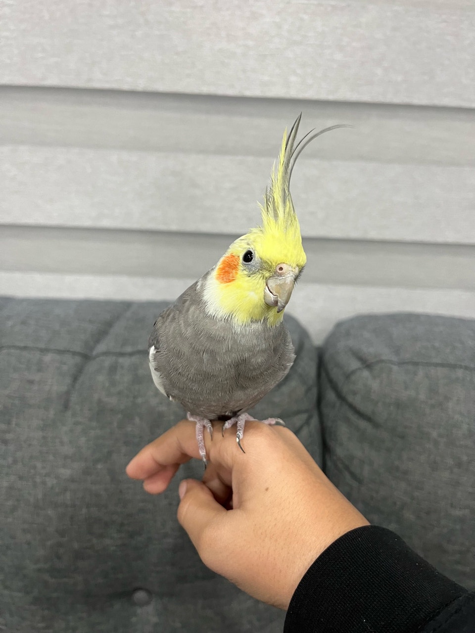Cockatiel | Birds for Rehoming | Mississauga / Peel Region | Free local ...