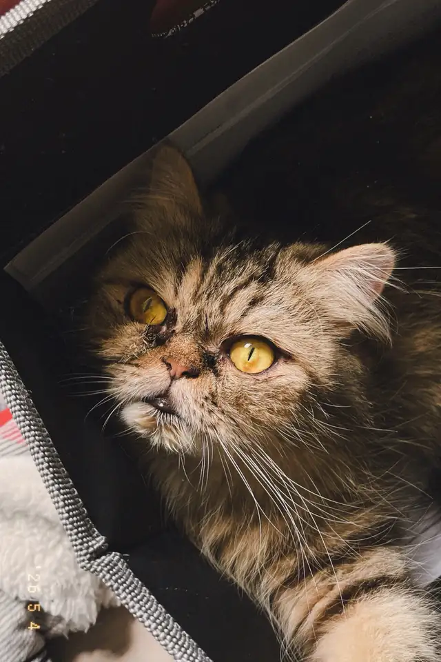 Persian Female Cat | Cats & Kittens for Rehoming | Ottawa | Free local ...