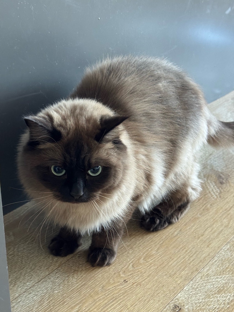 Ragdoll cat | Cats & Kittens for Rehoming | City of Halifax | Free ...