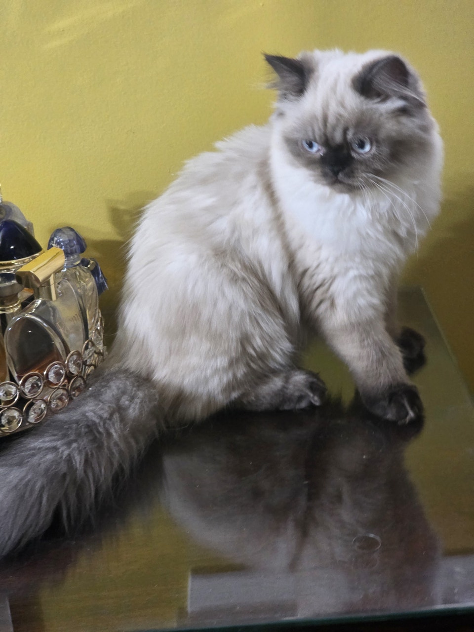 Pure Himalayan-Persian Female Kittens for Adoption | Cats & Kittens for ...