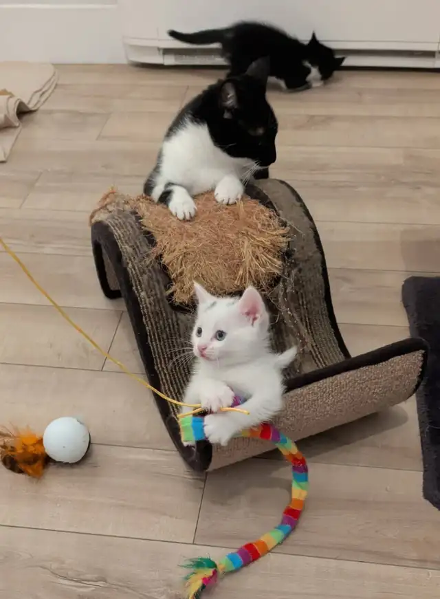 Chaton blanc 7 semaines | Cats & Kittens for Rehoming | City of ...