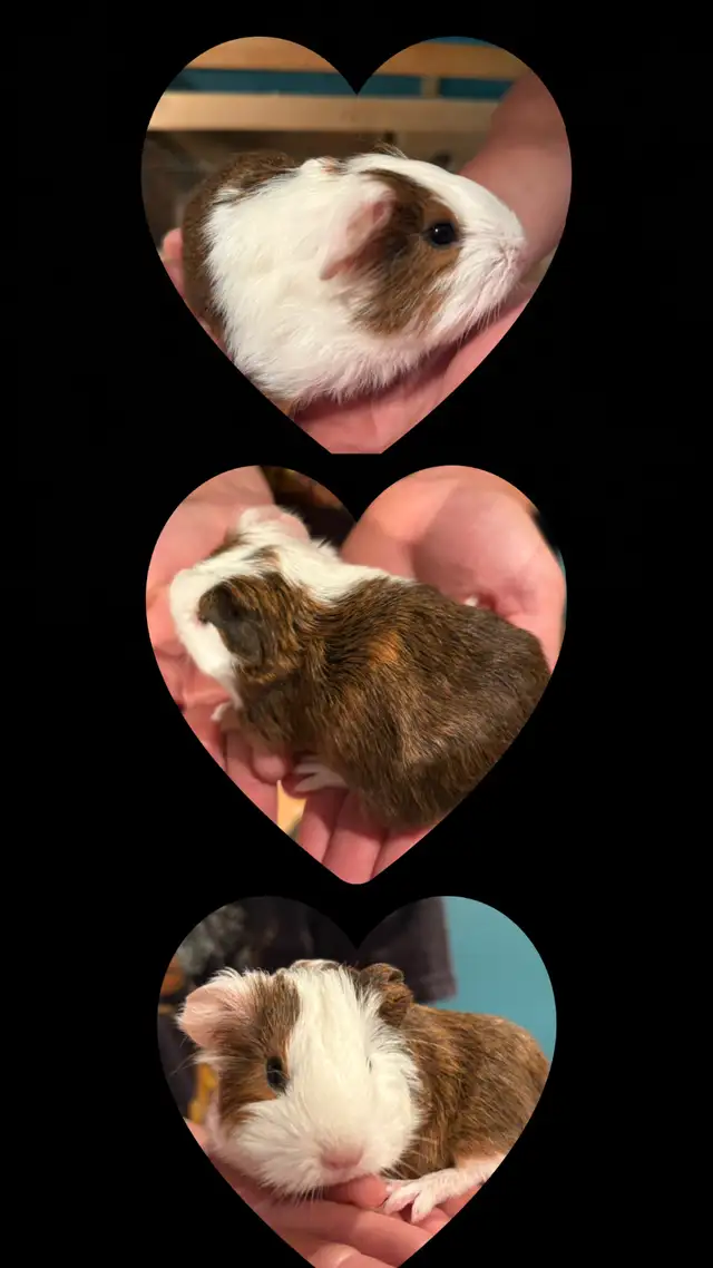 Silky Guinea pig / cochon dinde | Small Animals for Rehoming ...