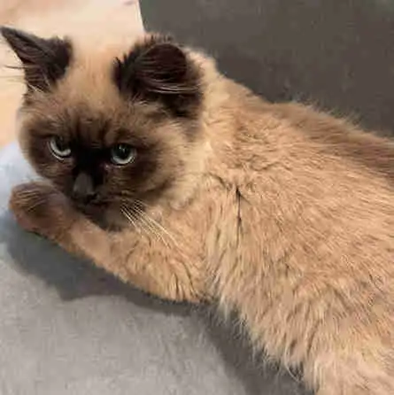 Ragdoll cat | Cats & Kittens for Rehoming | City of Halifax | Free ...