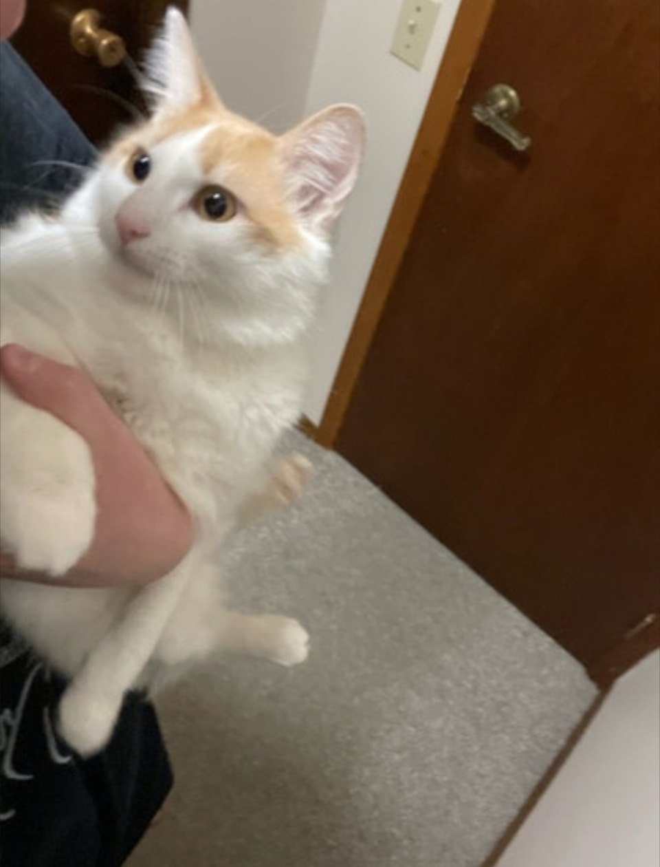 MALE scottish ragdoll tabby | Cats & Kittens for Rehoming | Calgary ...