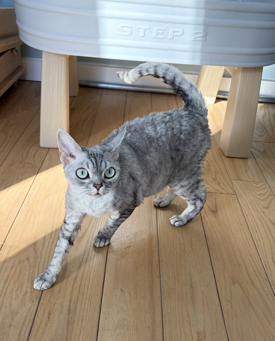 Very rare green eyed Silver Devon Rex female! | Cats & Kittens for ...