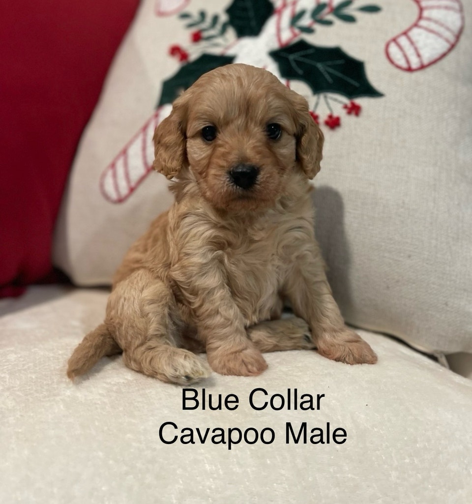 Christmas Cavapoo Puppies | Dogs & Puppies for Rehoming | Calgary ...