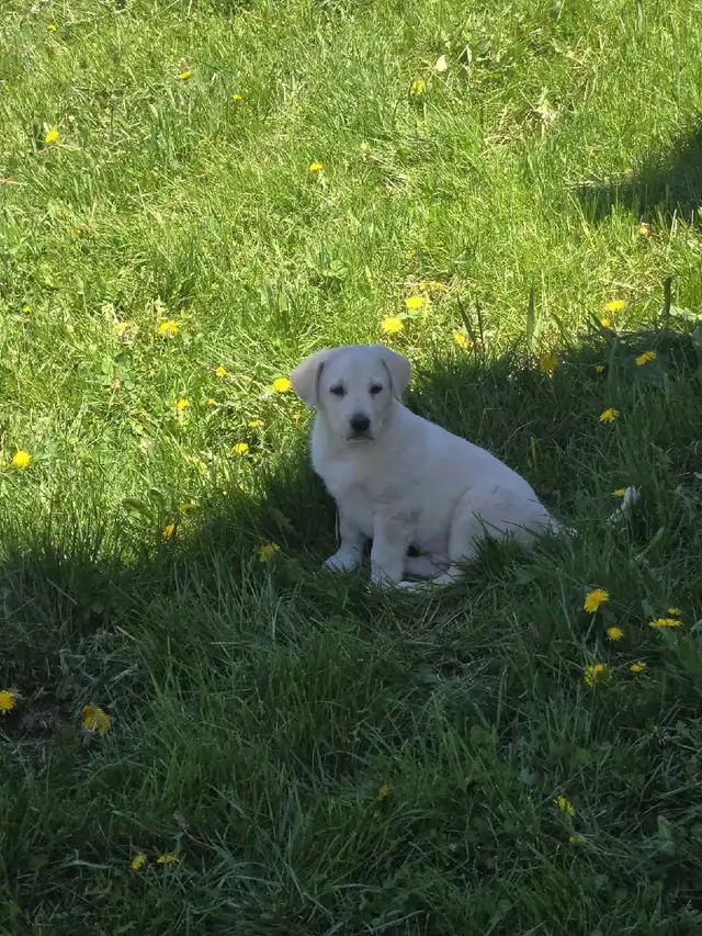 Golden retriever mix | Dogs & Puppies for Rehoming | Kitchener ...