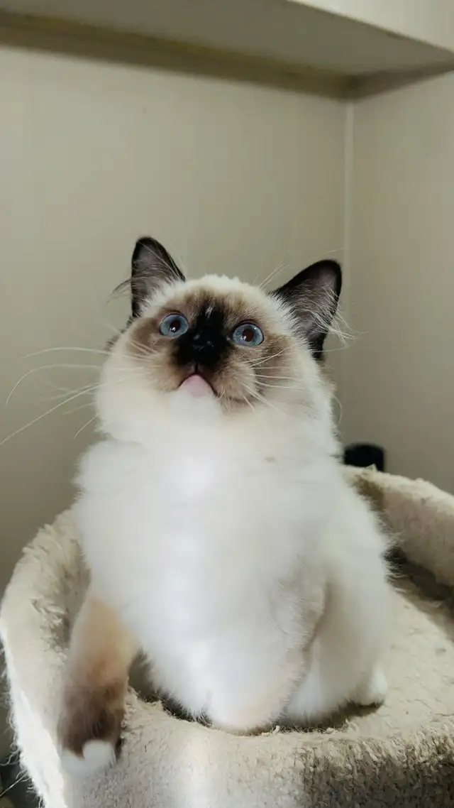 Ragdoll Kitten Blue Eyed -Seal Point Mix Female available | Cats ...