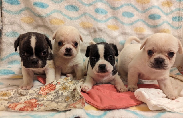 Frenchie Cross puppies | Dogs & Puppies for Rehoming | Ottawa | Kijiji