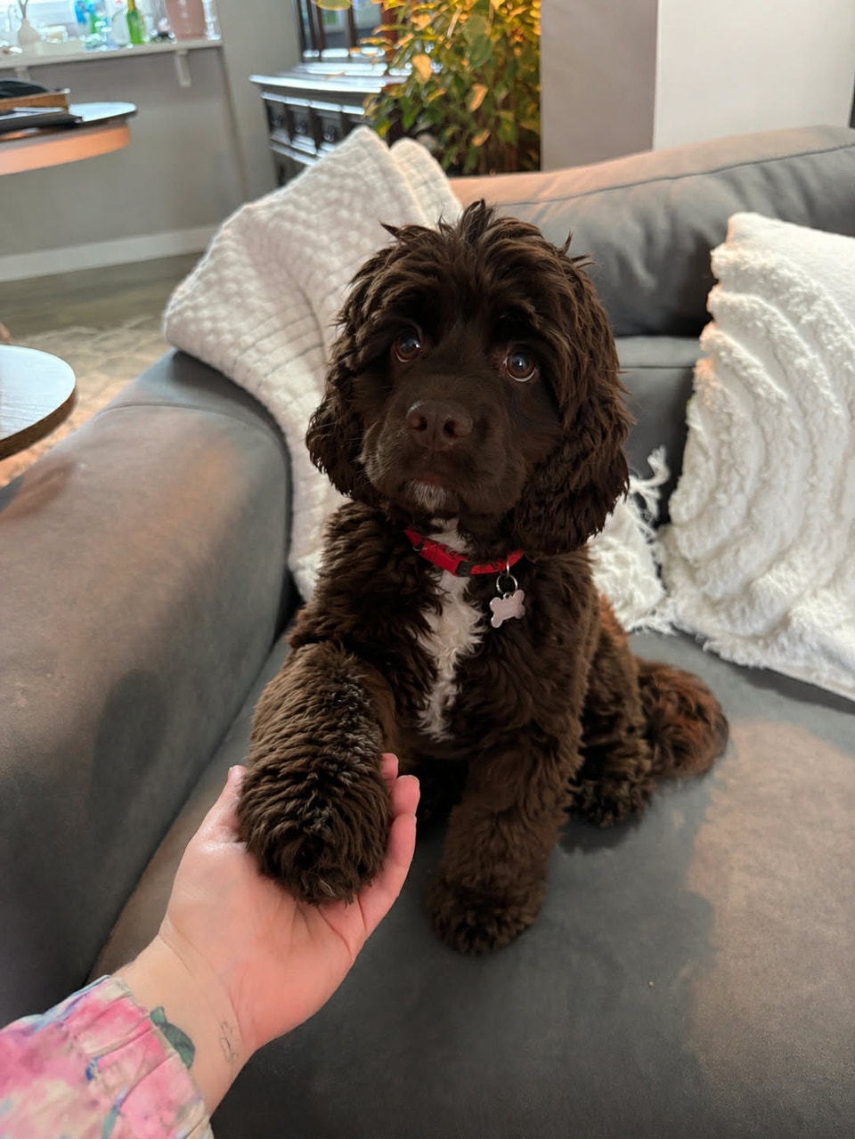 1.5-year-old Cockapoo looking for a loving home This adorabl | Dogs ...