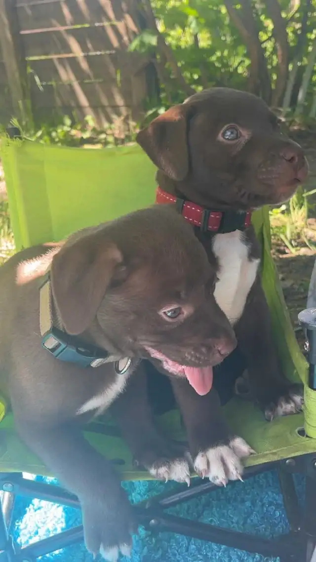 Texas Red Nose American Pit Bull Puppies 6 | Dogs & Puppies for ...