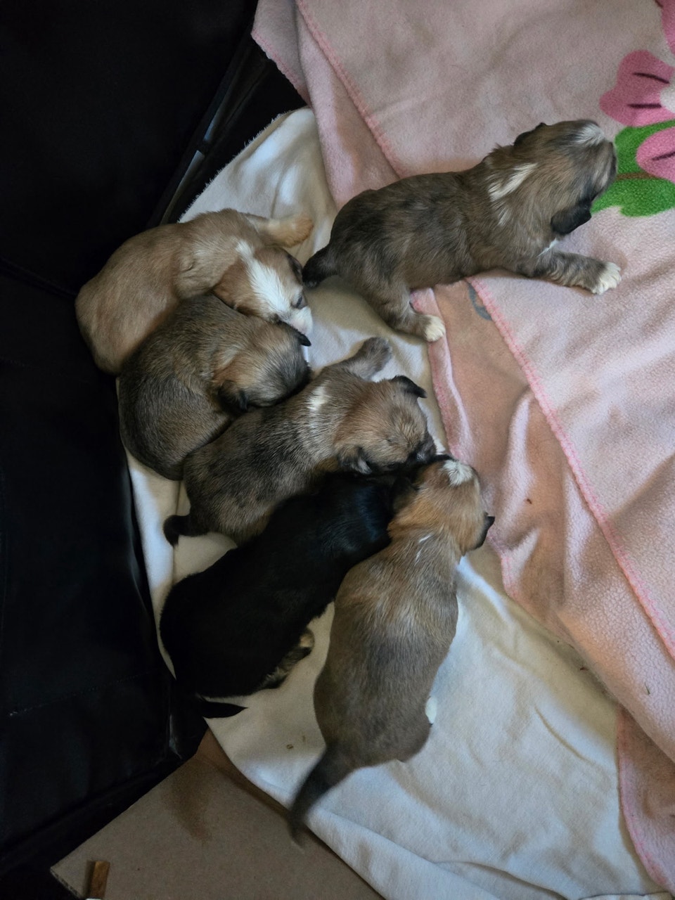 Shorkie pups | Dogs & Puppies for Rehoming | Cape Breton | Free local ...