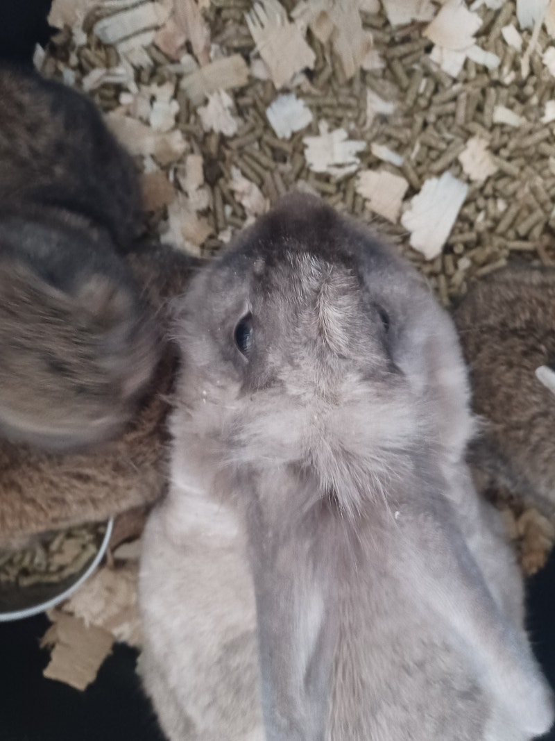 Baby Flemish/New Zealand mix bunnies | Small Animals for Rehoming ...