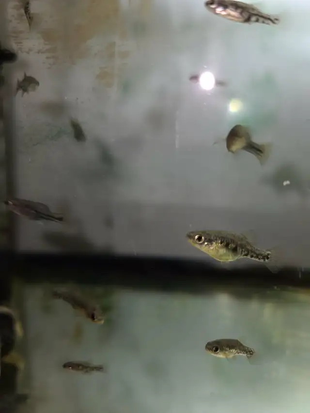 RARE EXOTIC WILDTYPE : Zoogoneticus tequila pairs $30 (M/F) | Fish for ...