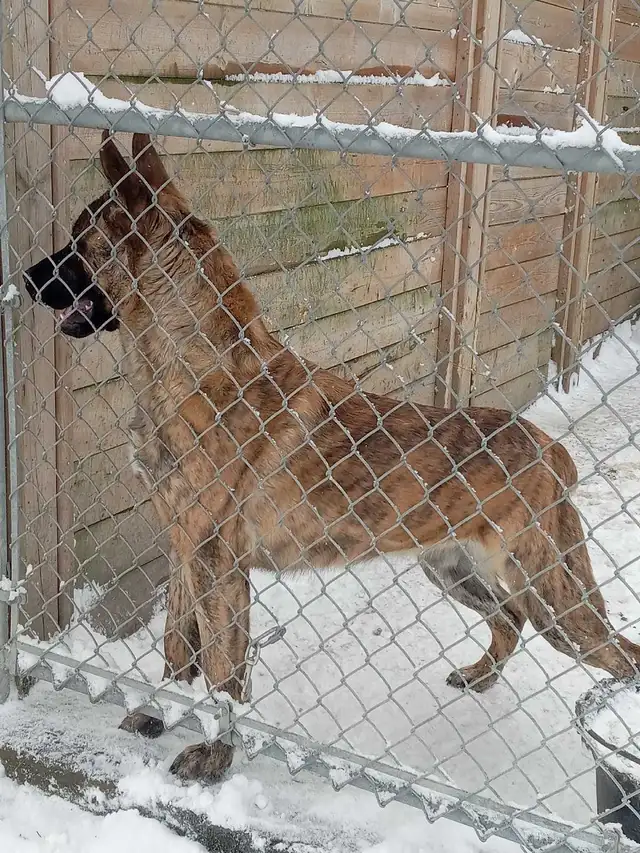 Dutch shepherds | Dogs & Puppies for Rehoming | St. Catharines | Free ...