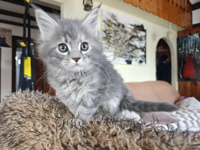 maine coon Kittens Chatons Race: Maine Coon ️ | Cats & Kittens for ...
